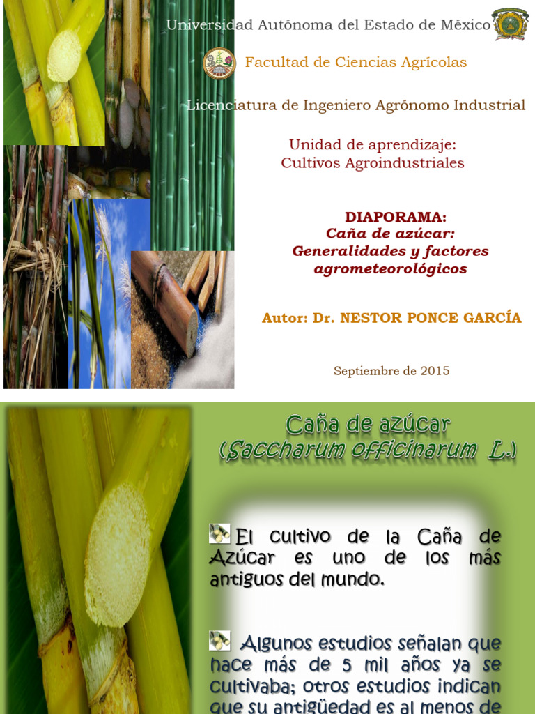 Generalidades sobre la Caña de Azúcar | PDF | Caña de azúcar | Tallo de ...
