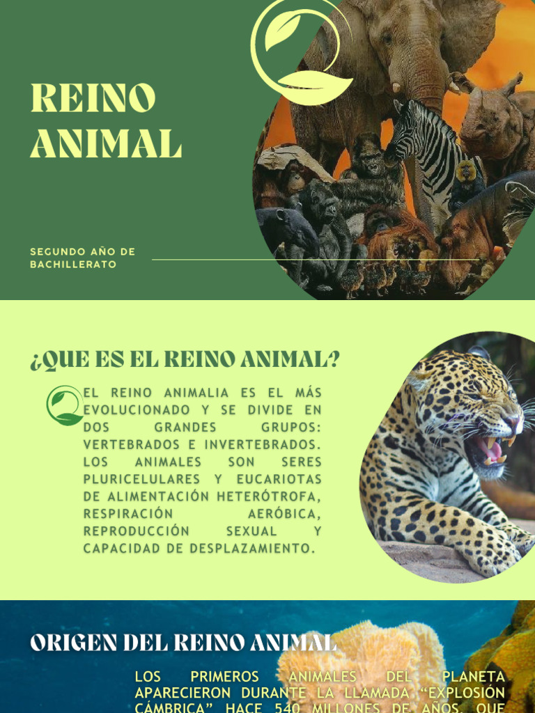 Reino Animal | PDF | Invertebrado | Insectos