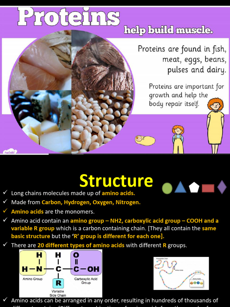 Proteins | PDF | Proteins | Protein Structure