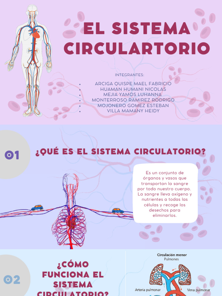 Sistema Circulatorio Explicado Para Niños Pdf Sistema Circulatorio