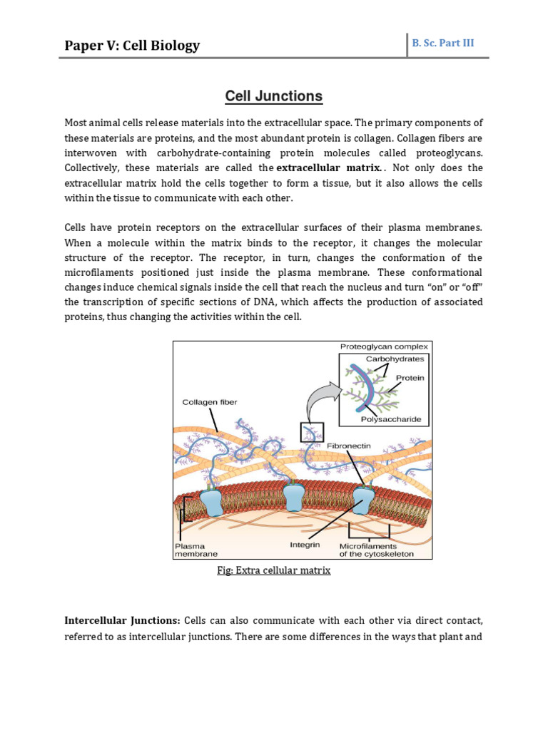 Cell Junctions | PDF | Cell Membrane | Cell Adhesion