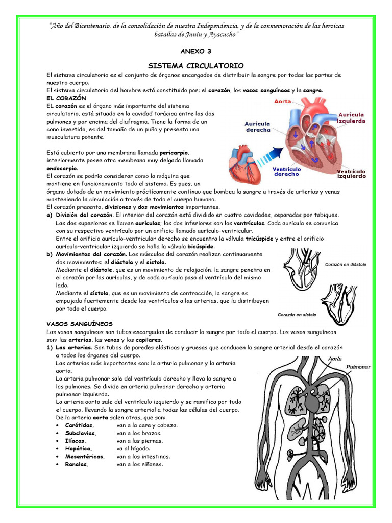 Sistema Circulatorio Anexo 3 | PDF | Sistema circulatorio | Corazón