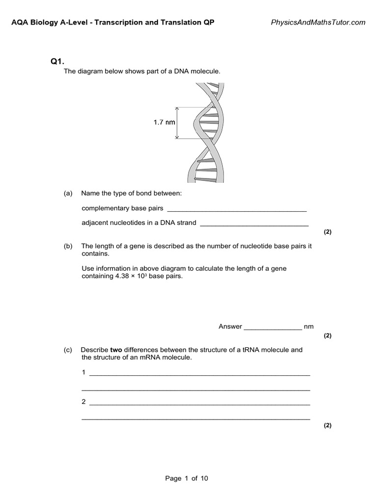 DNA and RNA Structure and Function Guide | PDF | Translation (Biology) | Messenger Rna