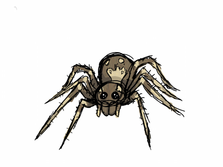 Spider | PDF
