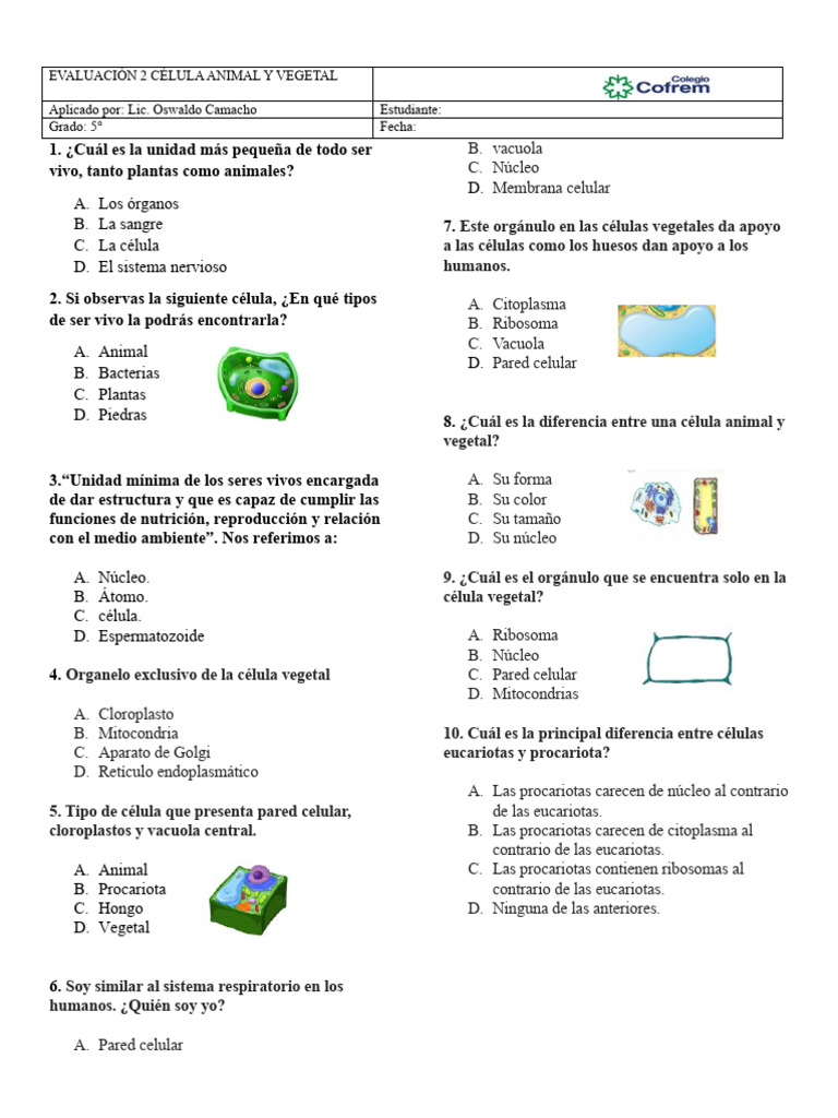 Evaluación 2 Célula Animal y Vegetal | PDF | Biología Celular) | Citoplasma