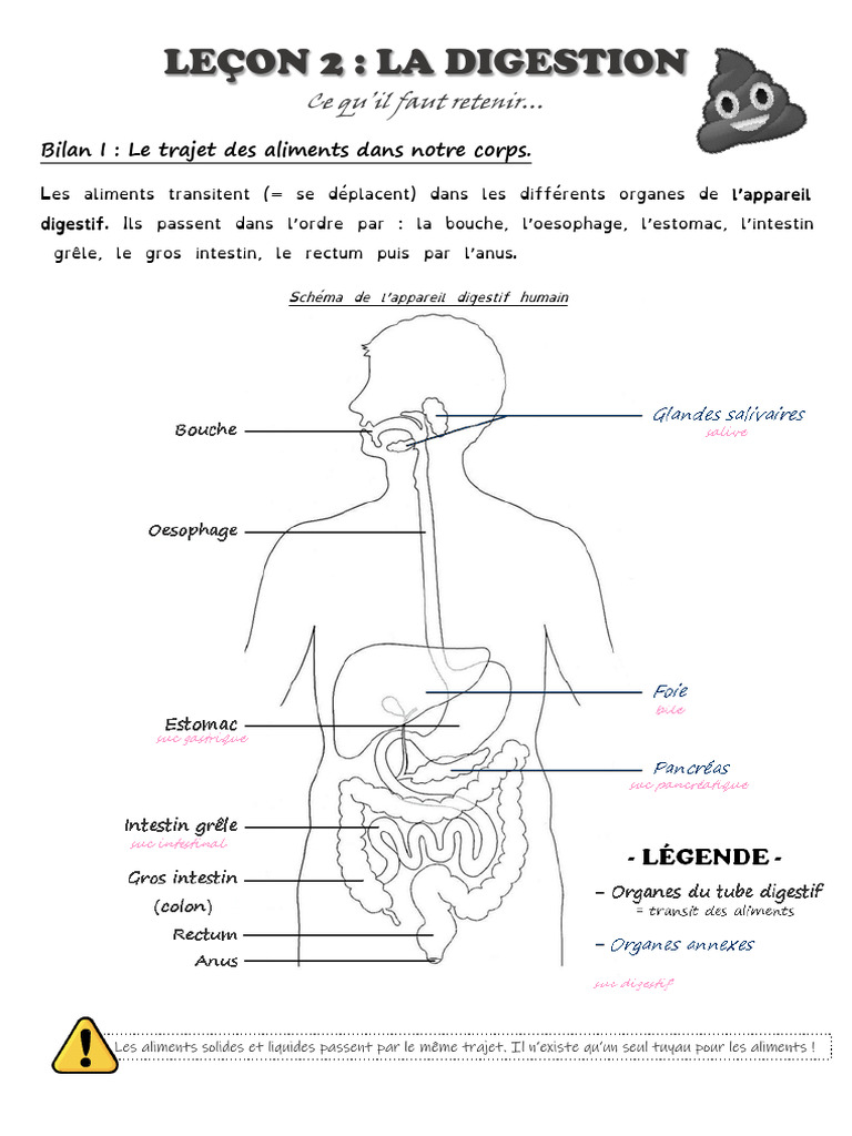 Leçon 2 La Digestion | PDF | Tractus gastro-intestinal | Appareil ...