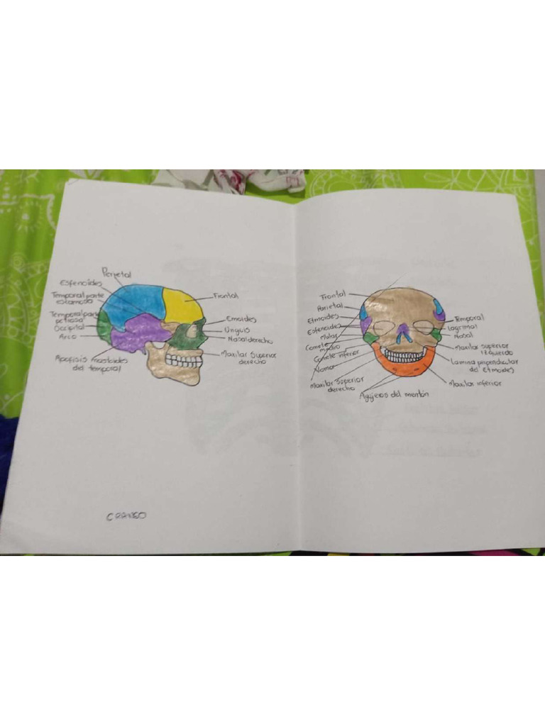 206 HUESOS DEL CUERPO HUMANO | PDF