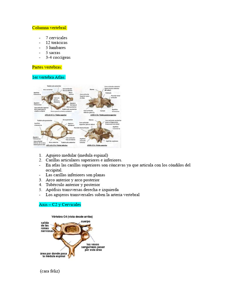 Anatomia Huesos Pdf Vértebra Sistema Esquelético