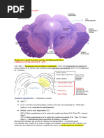 El Colículo Superior | PDF | Anatomía humana | Neurociencia