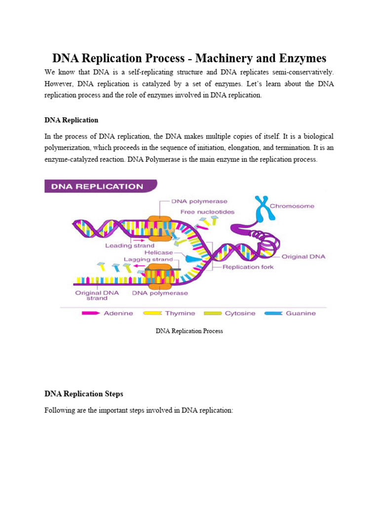 DNA Replication Microbial Anatomy Notes | PDF | Dna Replication | Dna