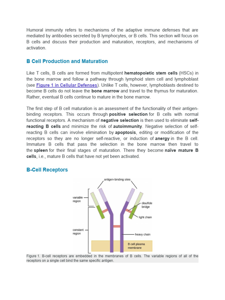 B Cell and Its Role in Humoral Immunity | PDF | B Cell | Antibody