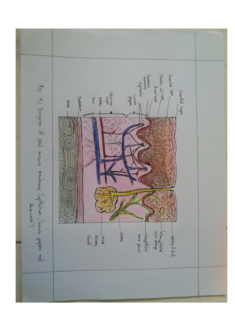 Oral Histo. Lab-Converted-1 | PDF