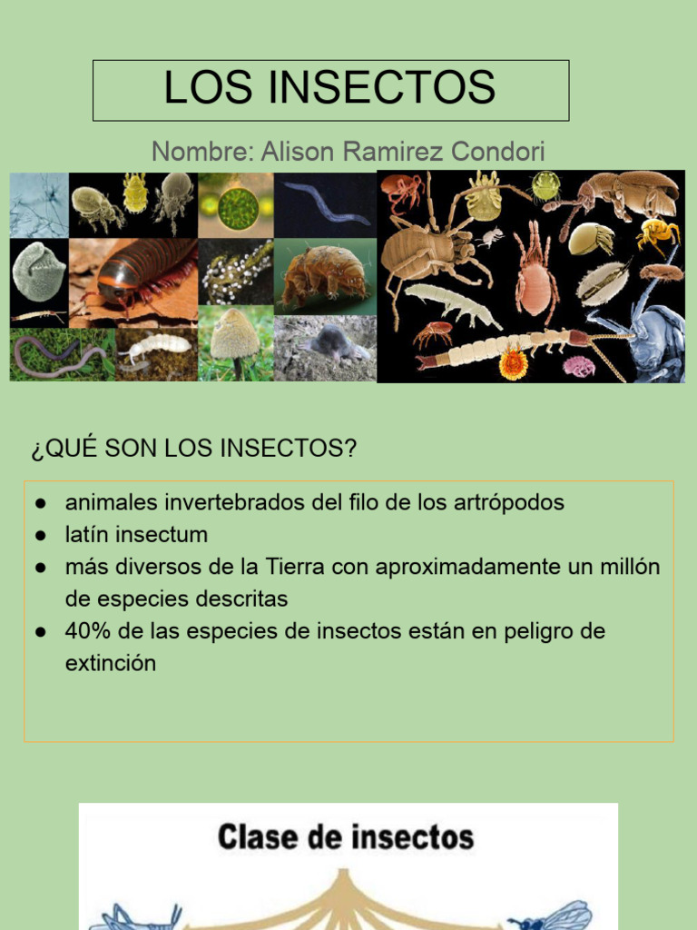 Importancia de los Insectos en Ecosistemas | PDF