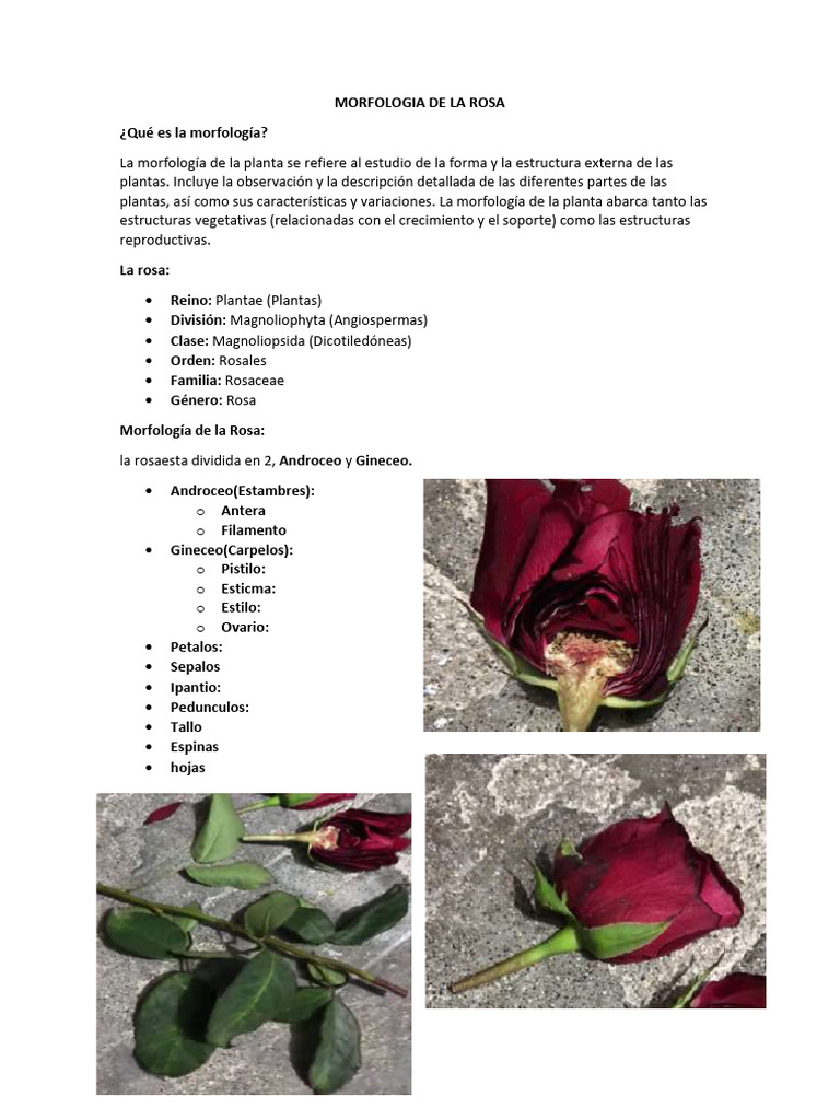 Morfología y partes de la rosa | PDF