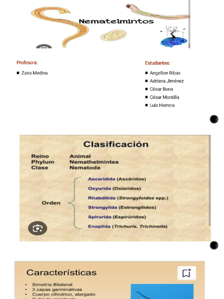 Phylum Nematelmintos | PDF