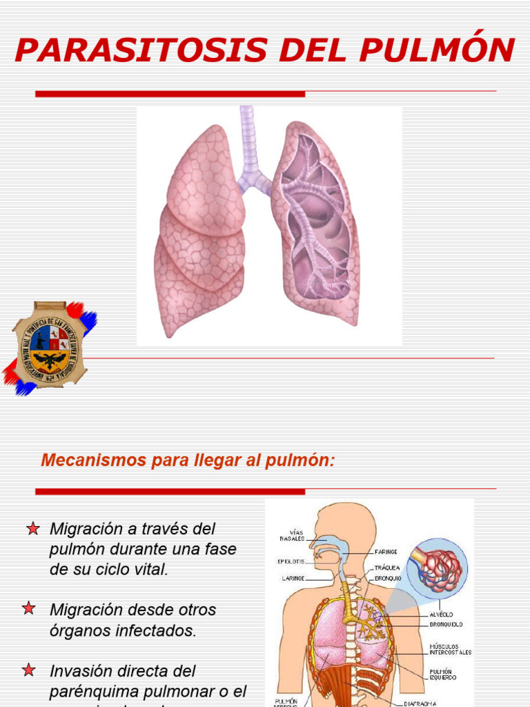 Parasitología Pulmonar Tipos Y Síntomas Pdf Tos Pulmón