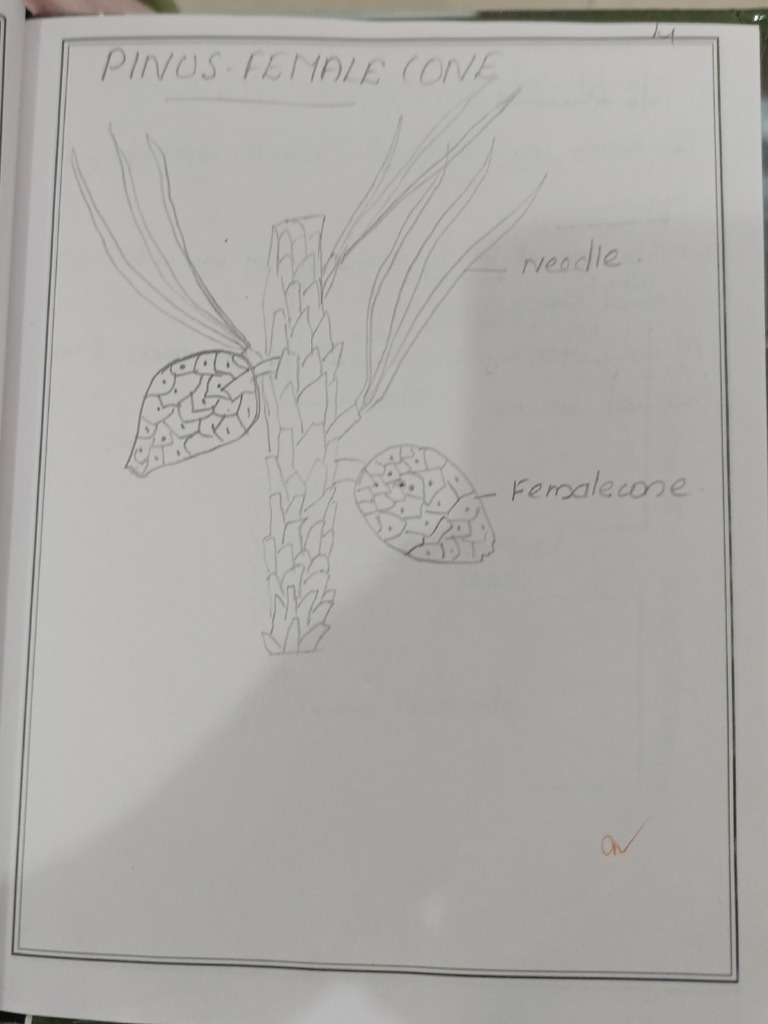 Botany Record 2024 | PDF
