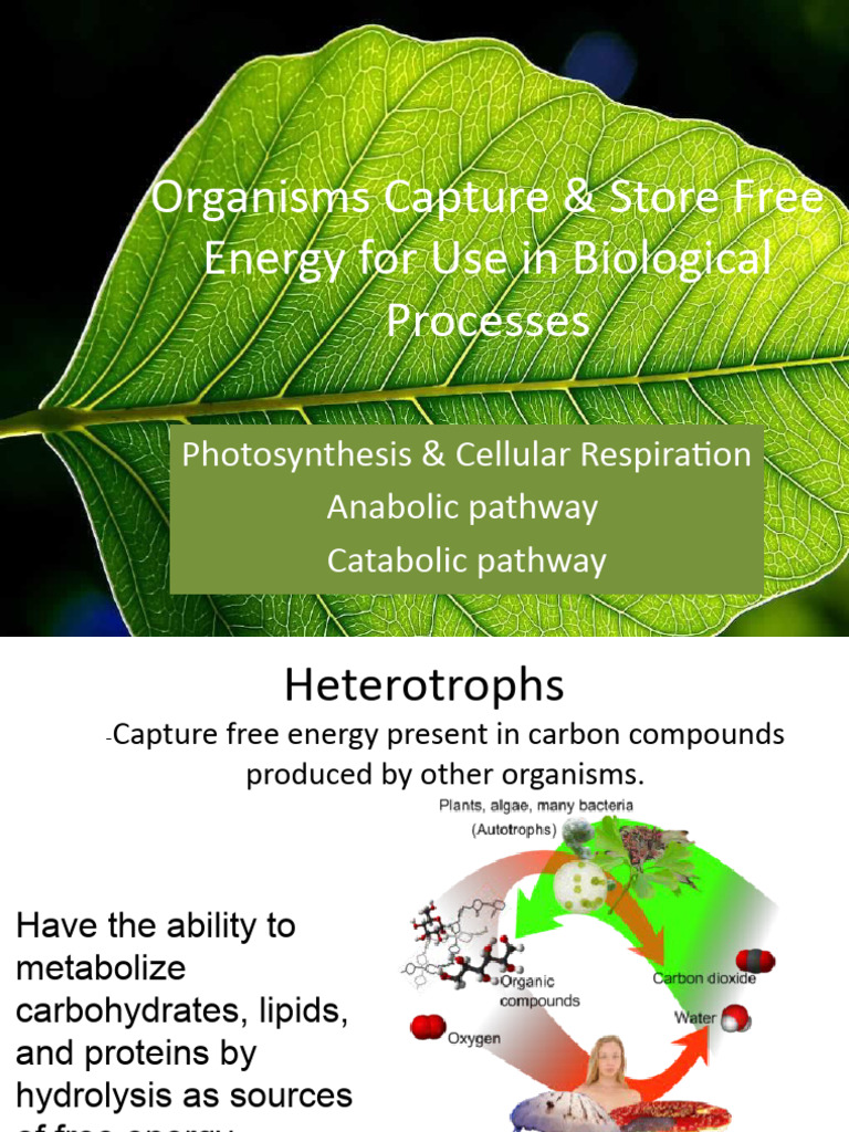 Stomata Function in Photosynthesis | PDF | Photosynthesis | Stoma