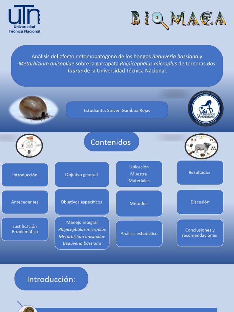 Presentación de Hongos Entomopatógenos Final | PDF | Control biológico ...