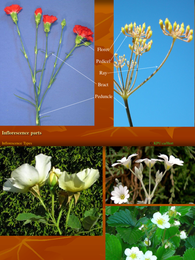 Inflorescence Types | PDF | Plants | Plant Reproduction