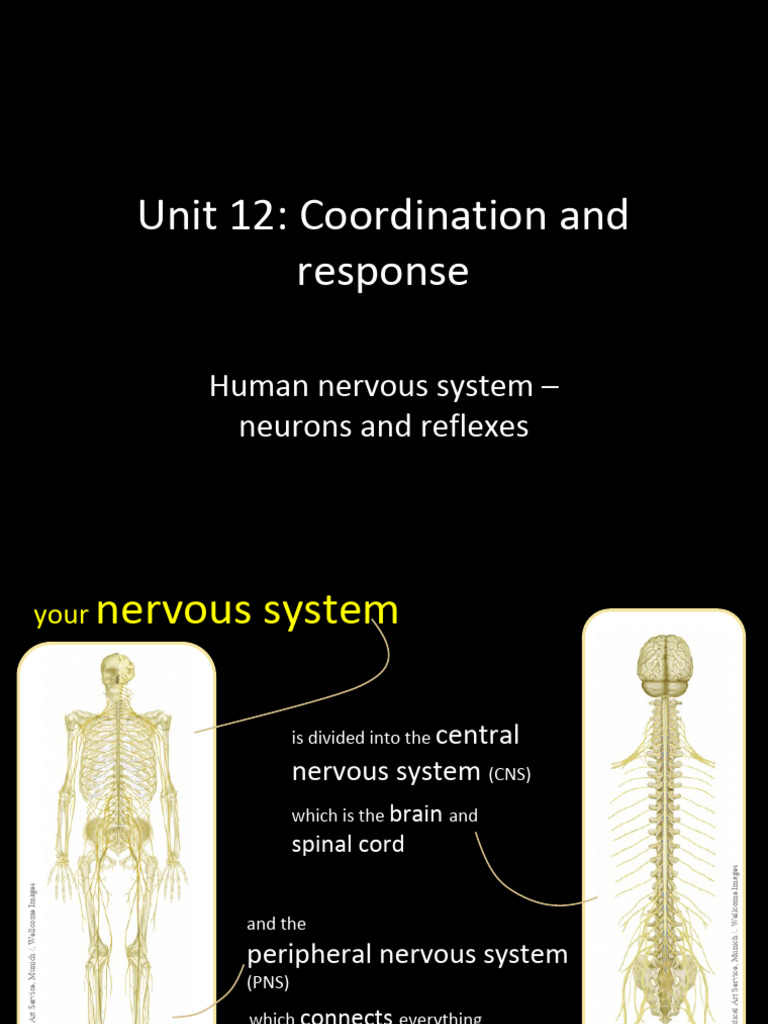 Intro Nervous System Biology | PDF | Neuron | Nervous System