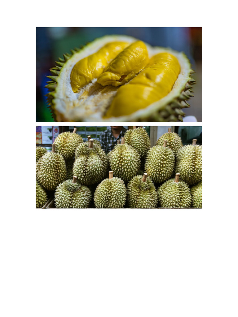 2.gambar Durian | PDF