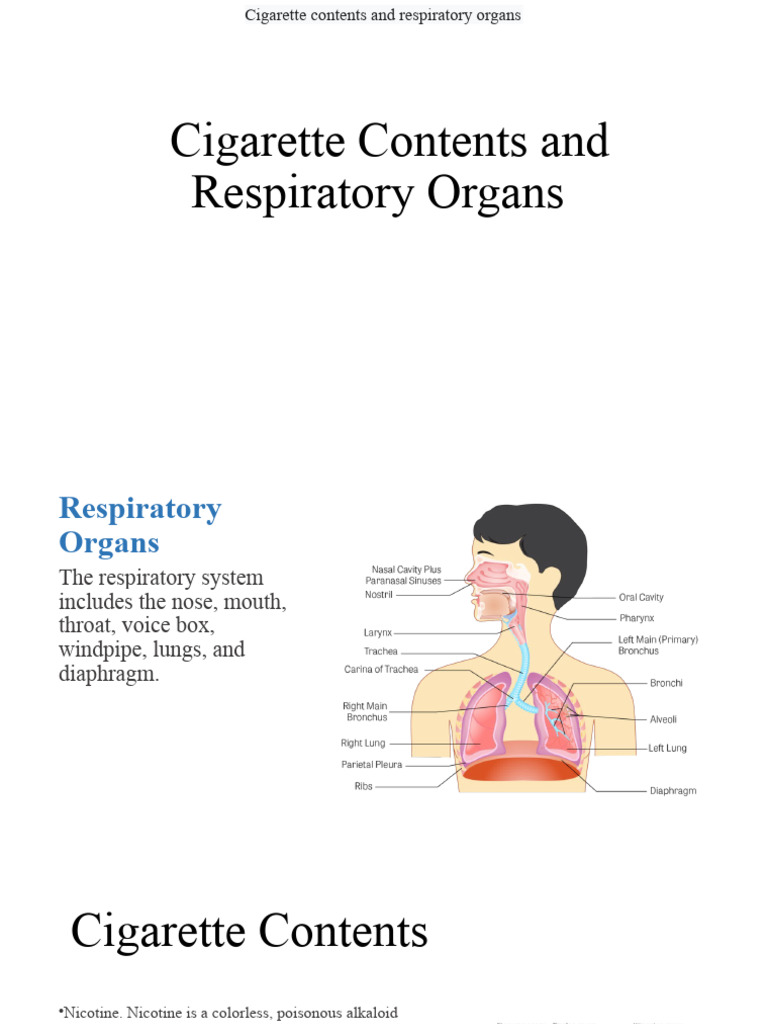 Cigarette Contents and Respiratory Organs | PDF