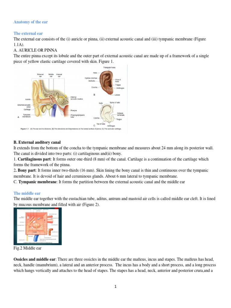 Anatomy and Physiology of the Ear | PDF | Ear | Sound