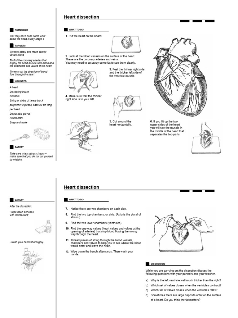 Heart Dissection Worksheet | PDF | Heart | Vein