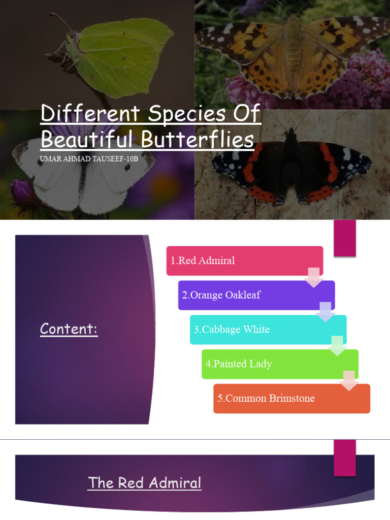 Presentation 29 | PDF | Butterfly | Lepidoptera