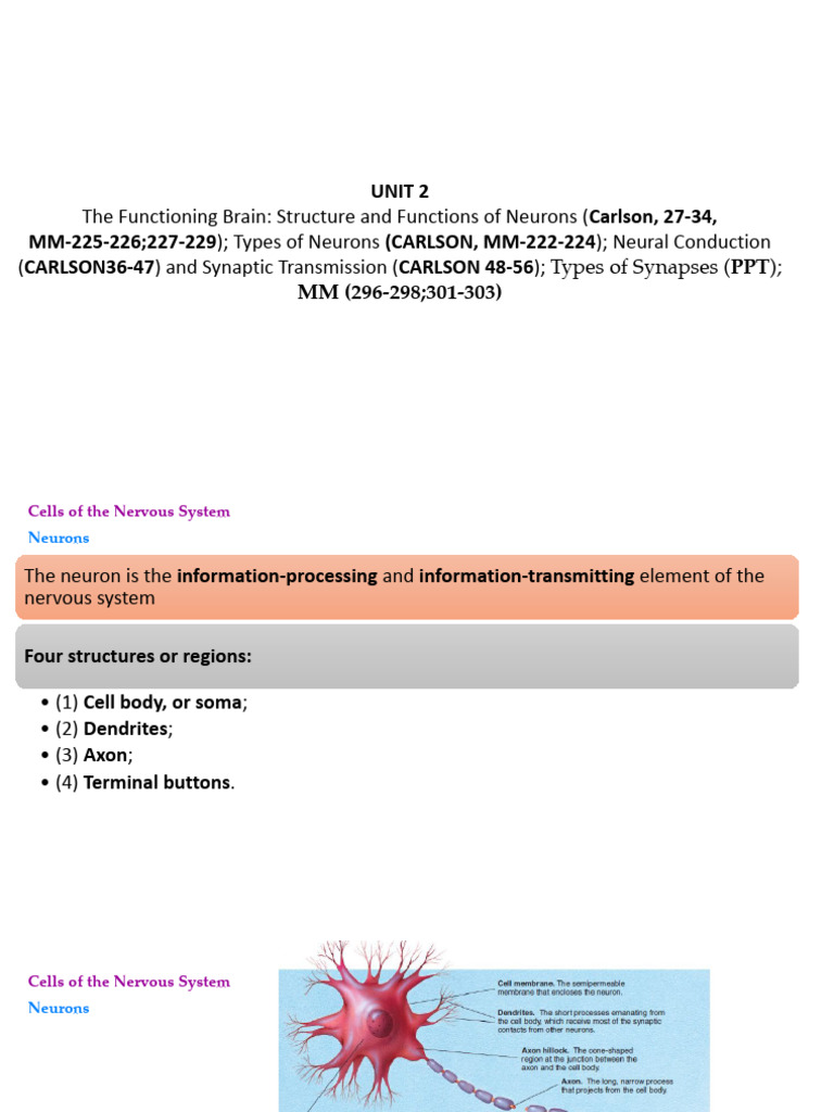 Bio Psychology - Unit 2 | PDF | Chemical Synapse | Neuron