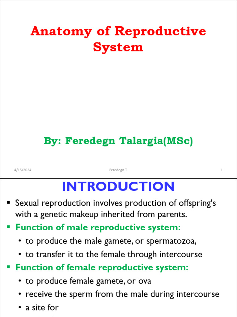 Male Reproductive System | PDF | Pelvis | Testicle
