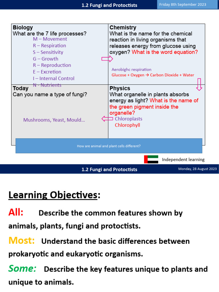 L2 Fungi and Protoctists | PDF | Fungus | Cell (Biology)