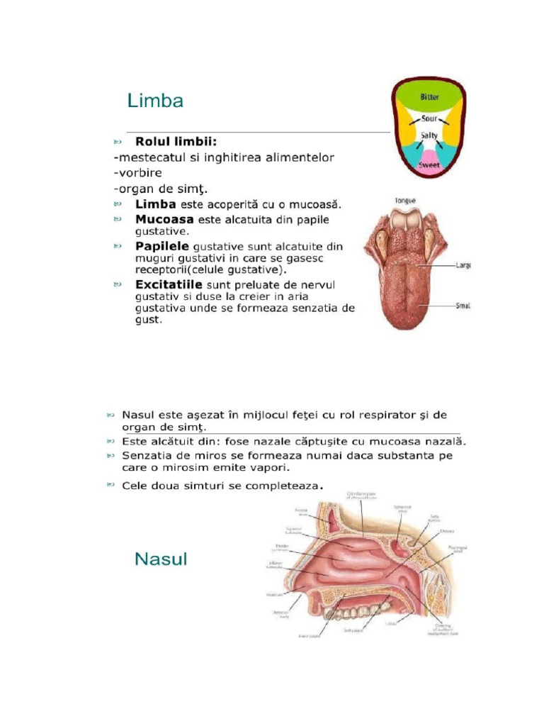 Limba Si Mucoasa Olfactiva 10 | PDF