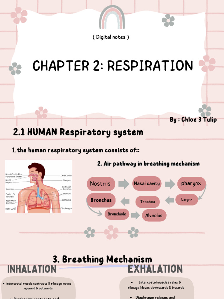 Science's Notes 2.1-2.5 Chloe 3 Tulip | PDF | Respiratory System ...