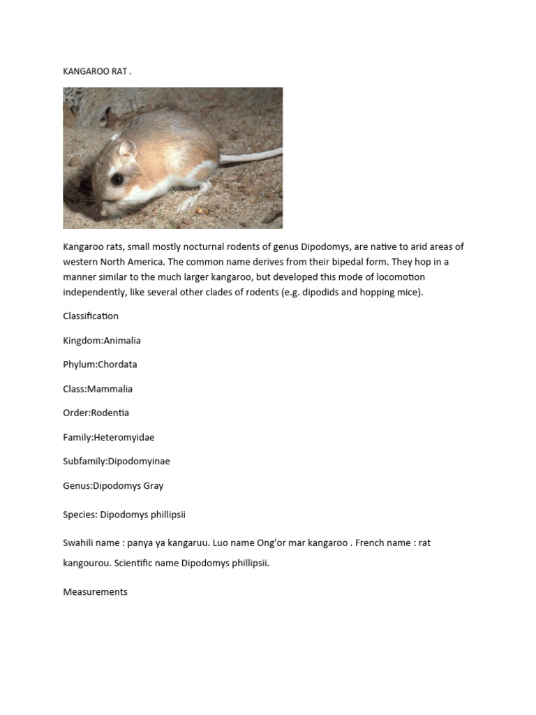 KANGAROO RAT .-WPS Office | PDF | Zoology