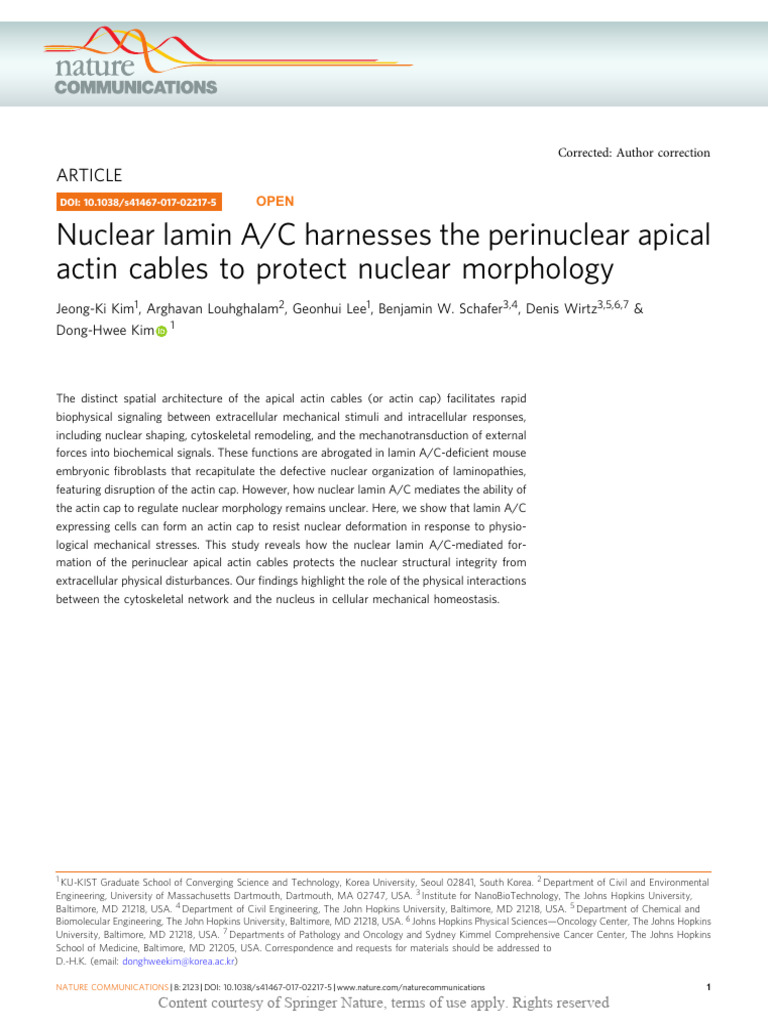 Nuclear Lamin AC Harnesses The Perinuclear Apical | PDF | Actin ...