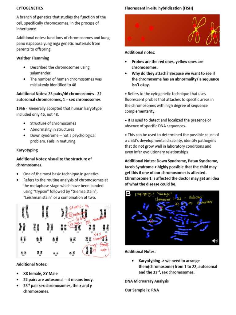 Cytogenetics: Chromosome Function & Analysis | PDF | Meiosis | Mitosis