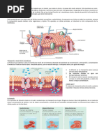 La Célula - Tráfico Vesicular Proteínas COP-I y COP-II | PDF | Retículo ...