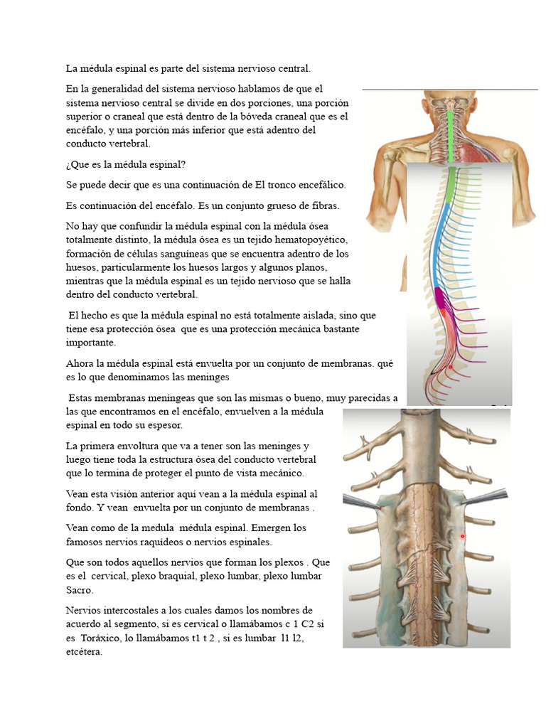 Anatomía y Función de la Médula Espinal | PDF | Médula espinal | La ...