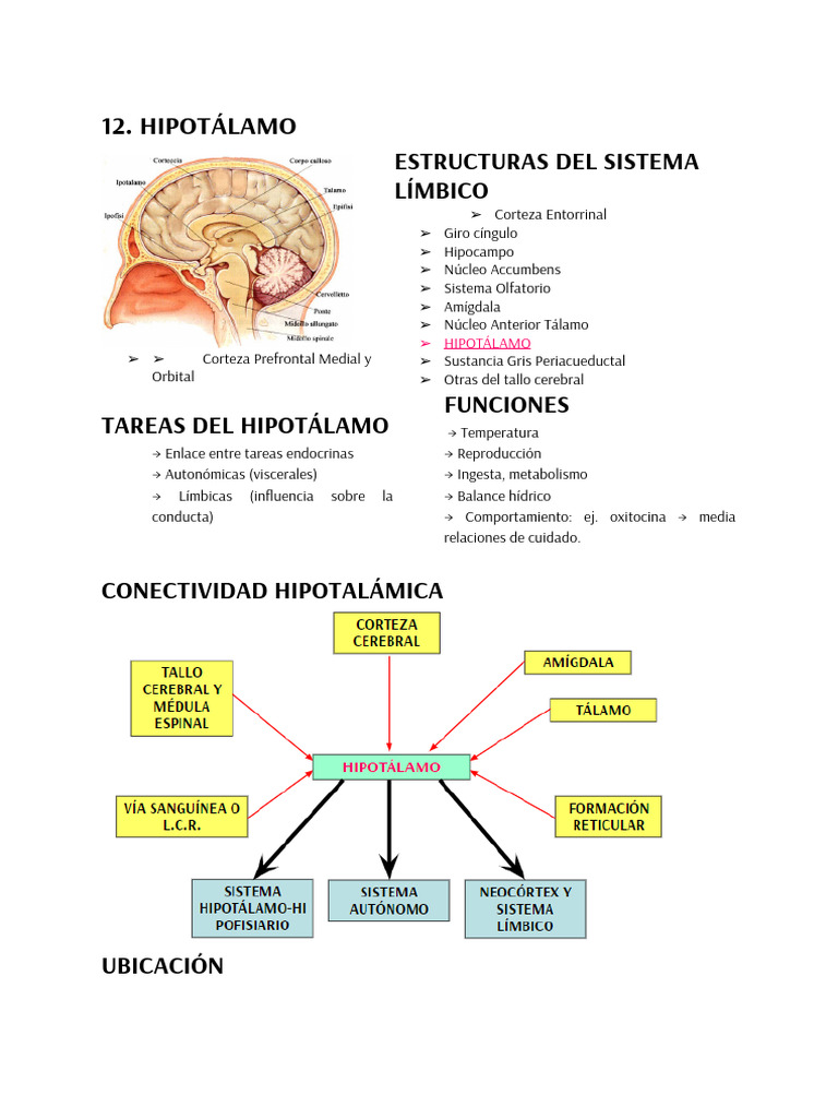 Funciones y Estructuras del Hipotálamo | PDF | Hipotálamo | Hormona ...