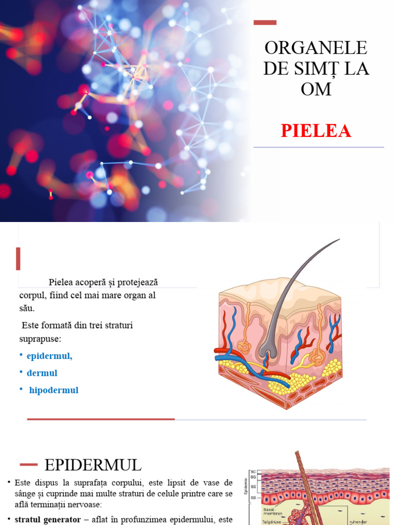 Pielea Didactic | PDF