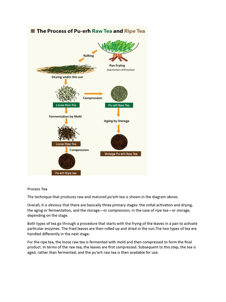 Process Tea | PDF | Tea