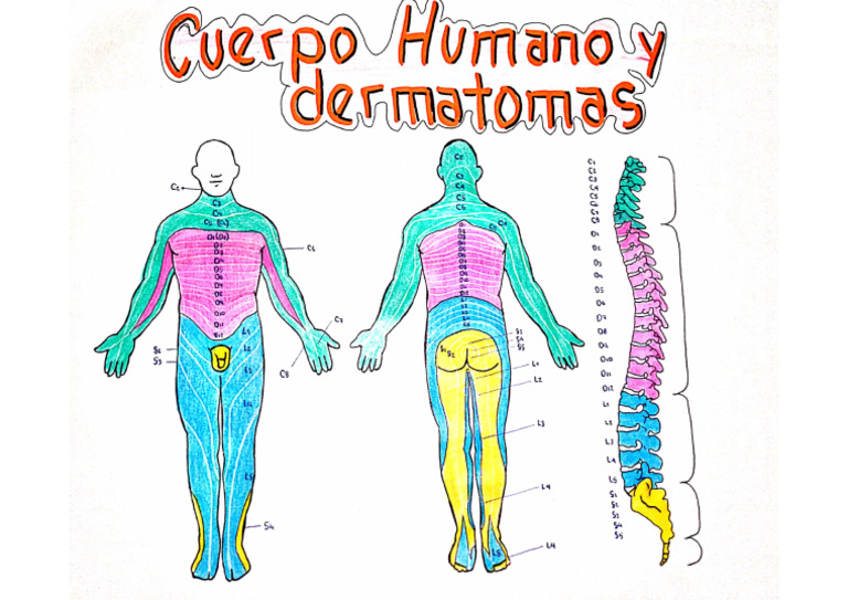 Dermatomas | PDF