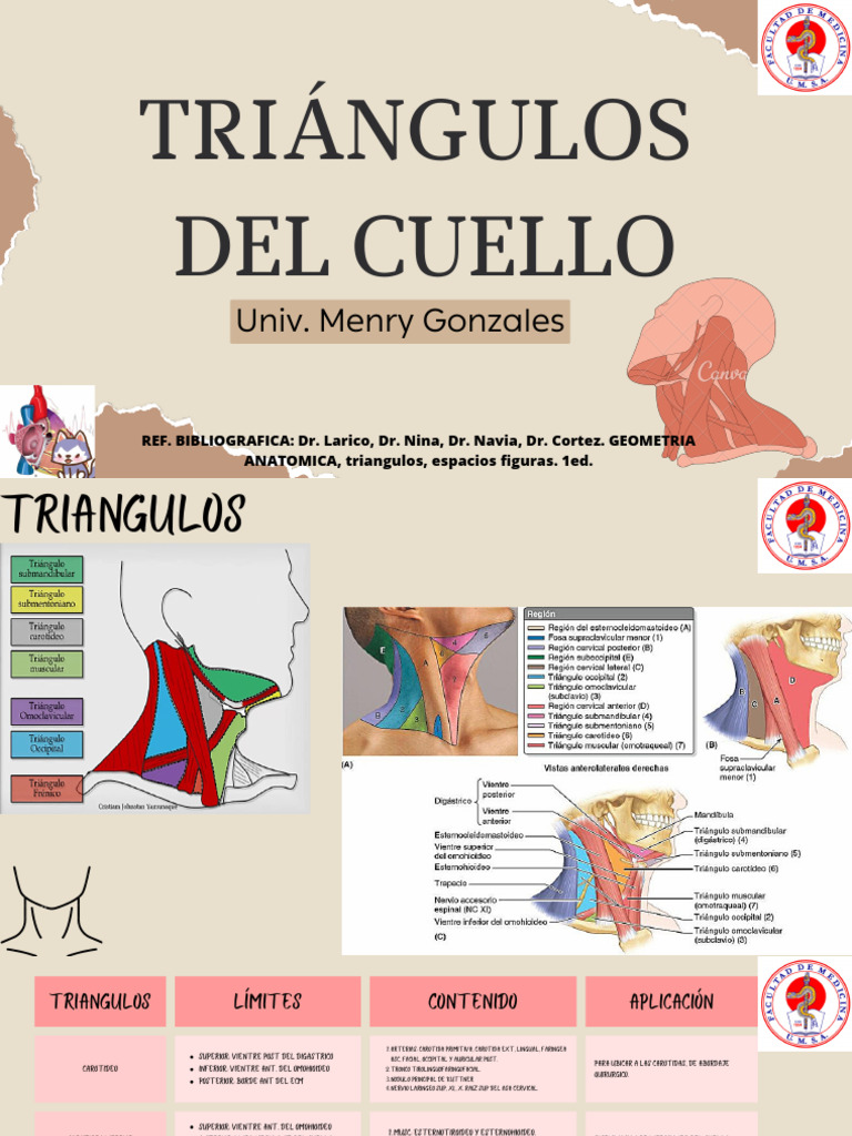 Triangulos Del Cuello | PDF | Sistema musculoesquelético | Anatomía