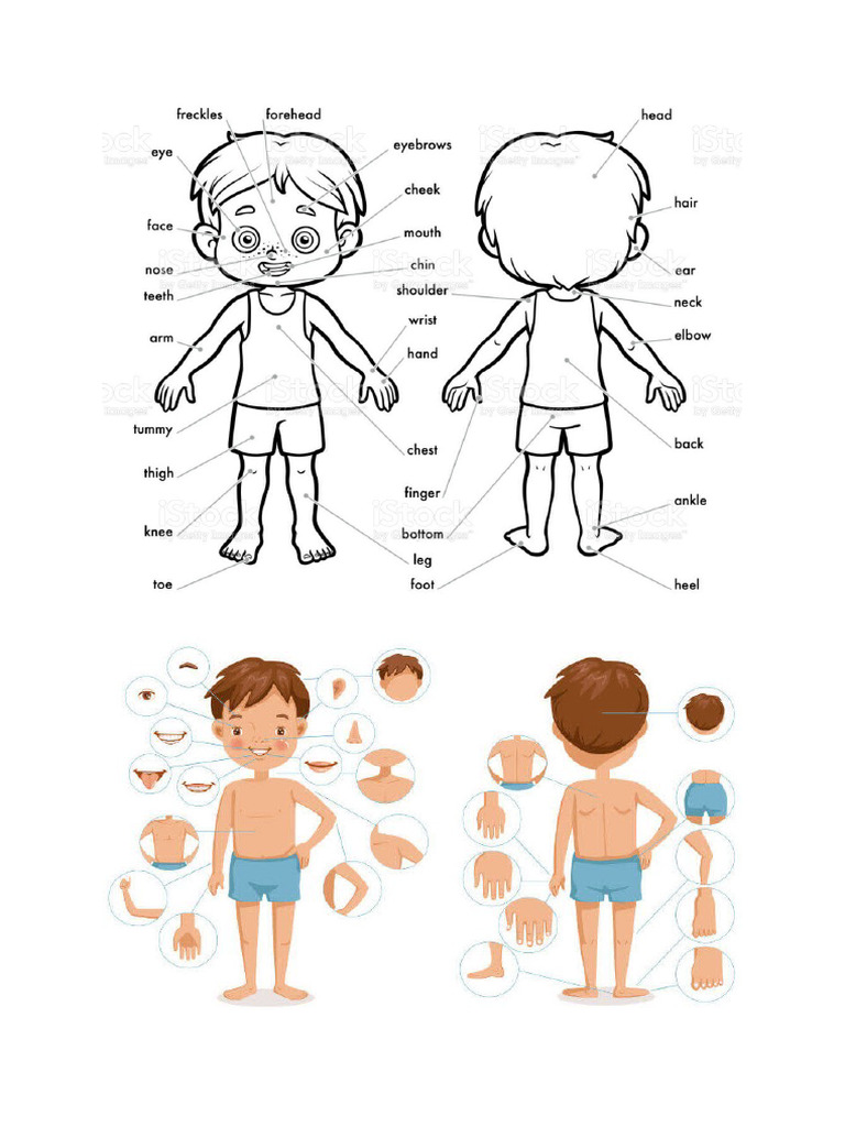Body Parts | PDF
