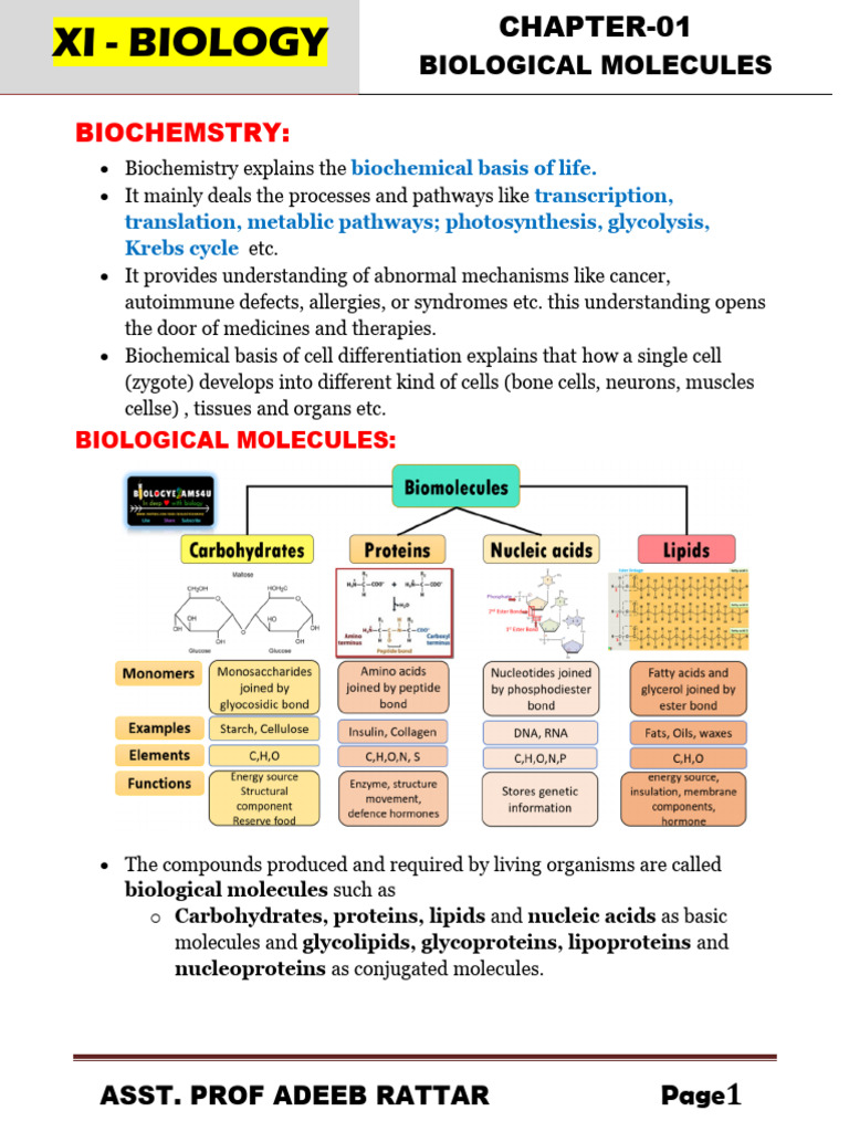 Biological Molecules in Biochemistry | PDF | Carbohydrates | Nucleic Acids