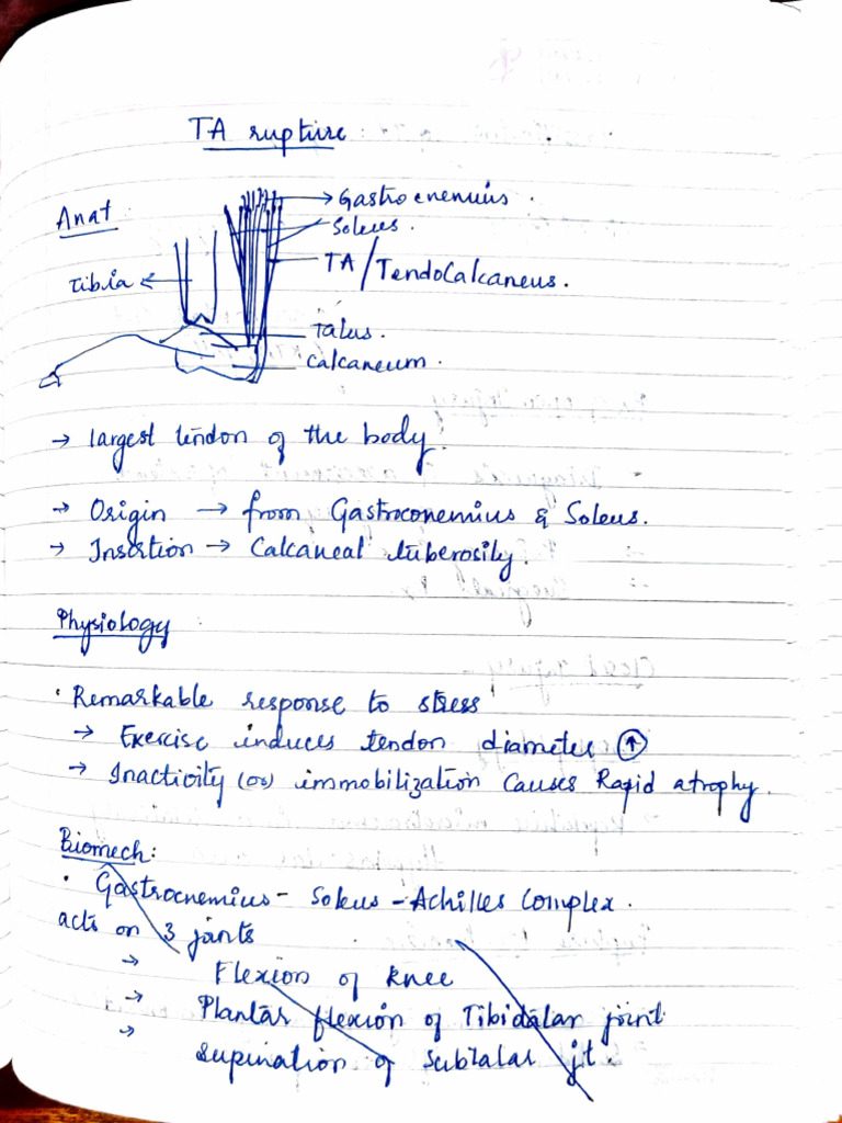 TA Rupture PT Ortho | PDF | Lower Limb Anatomy | Musculoskeletal System