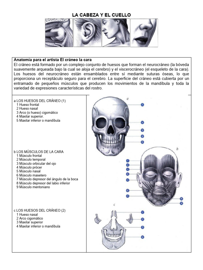 La Cabeza Y El Cuello Pdf Cráneo Oído