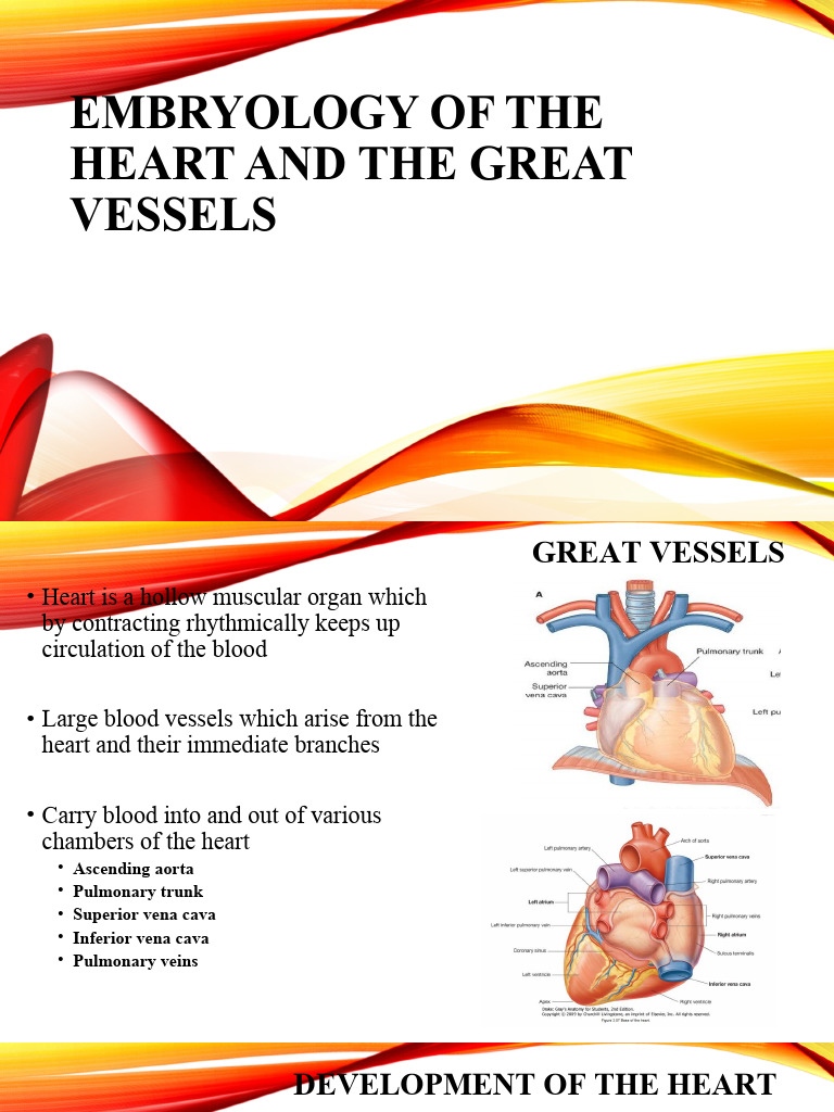Embryology of The Heart and The Great Vessels | PDF | Atrium (Heart ...